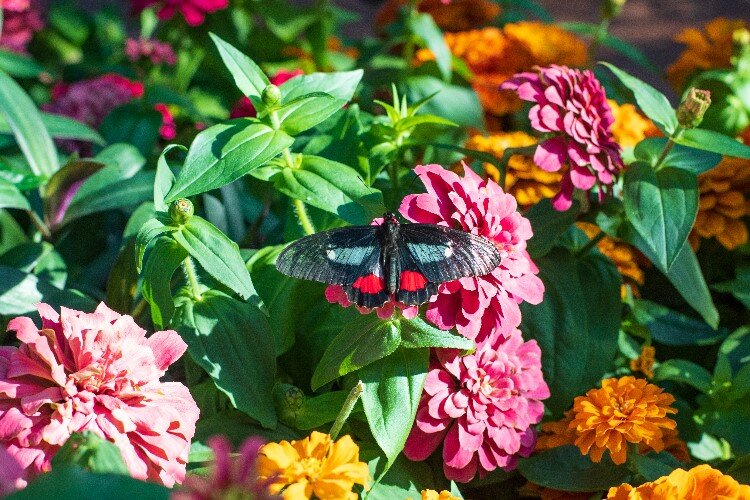 Butterflies in Bloom take flight at Dow Gardens – Confluence Great ...