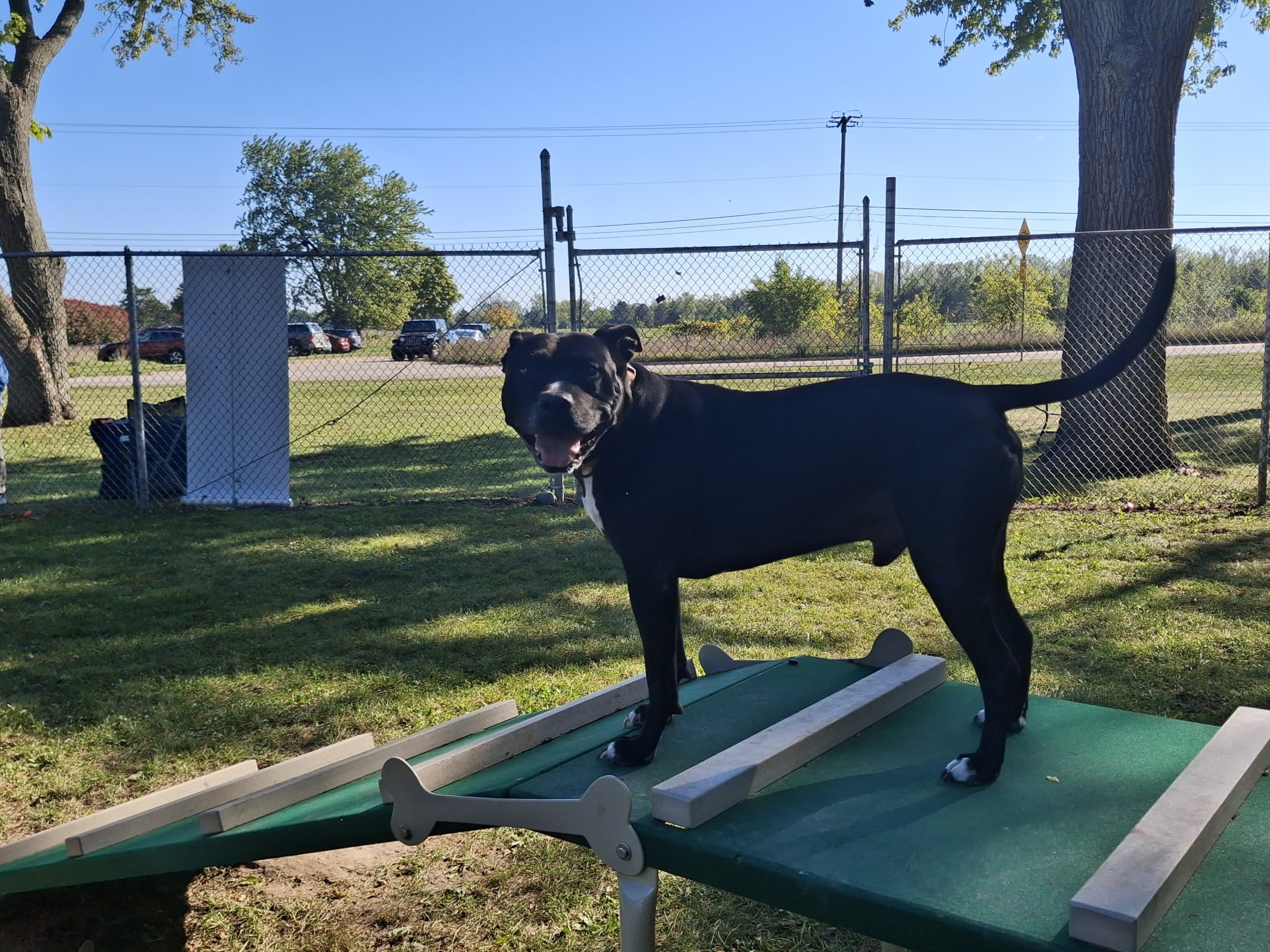 Humane Society debuts new play yard during Neighboring Week ...